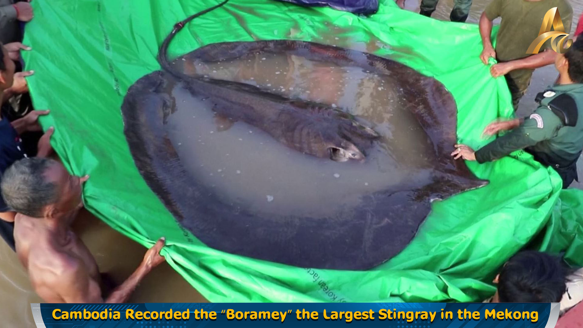 Cambodia Recorded “Boramey” the Largest Stingray in the Mekong