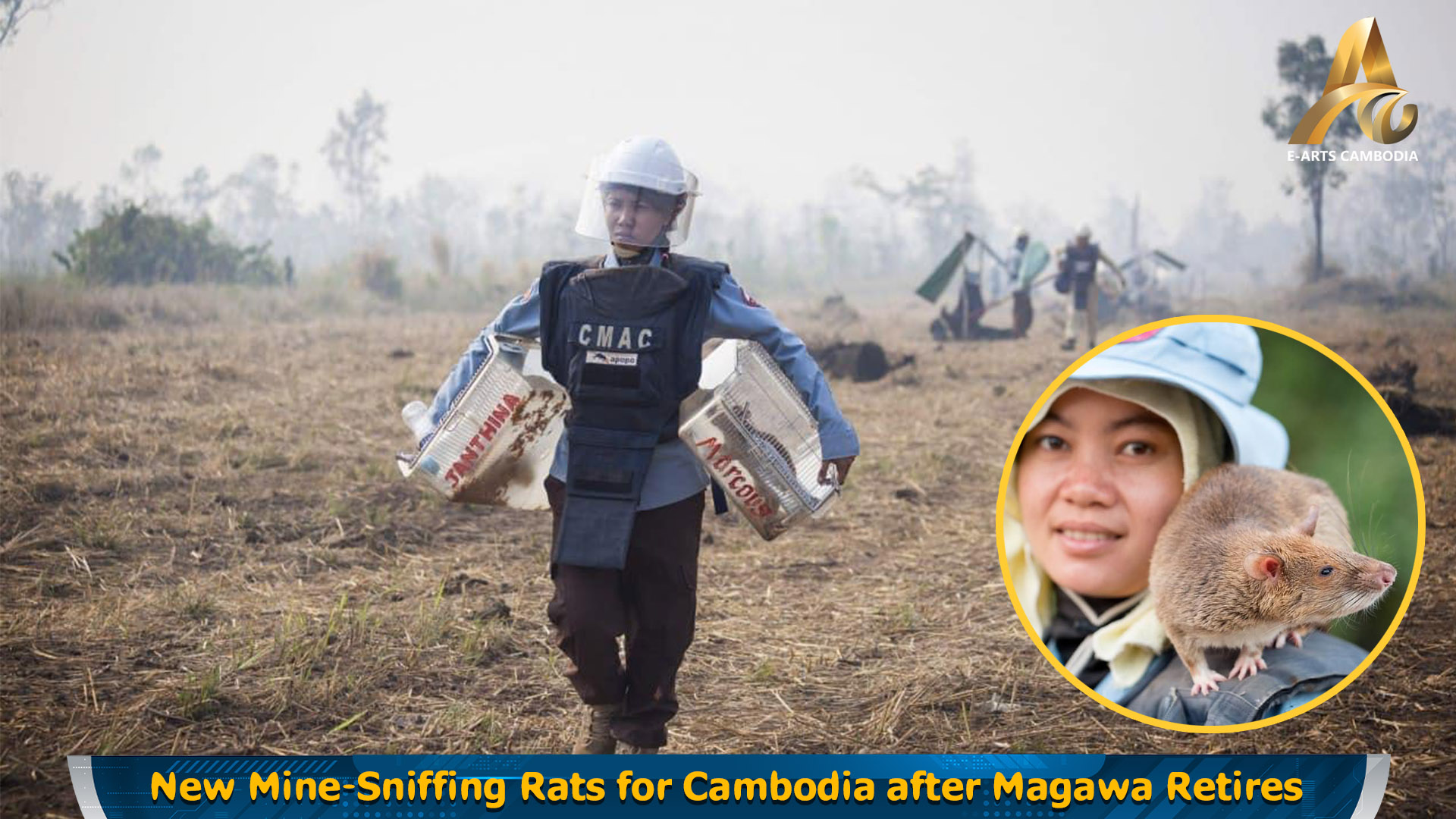 New Mine-Sniffing Rats for Cambodia after Magawa Retires