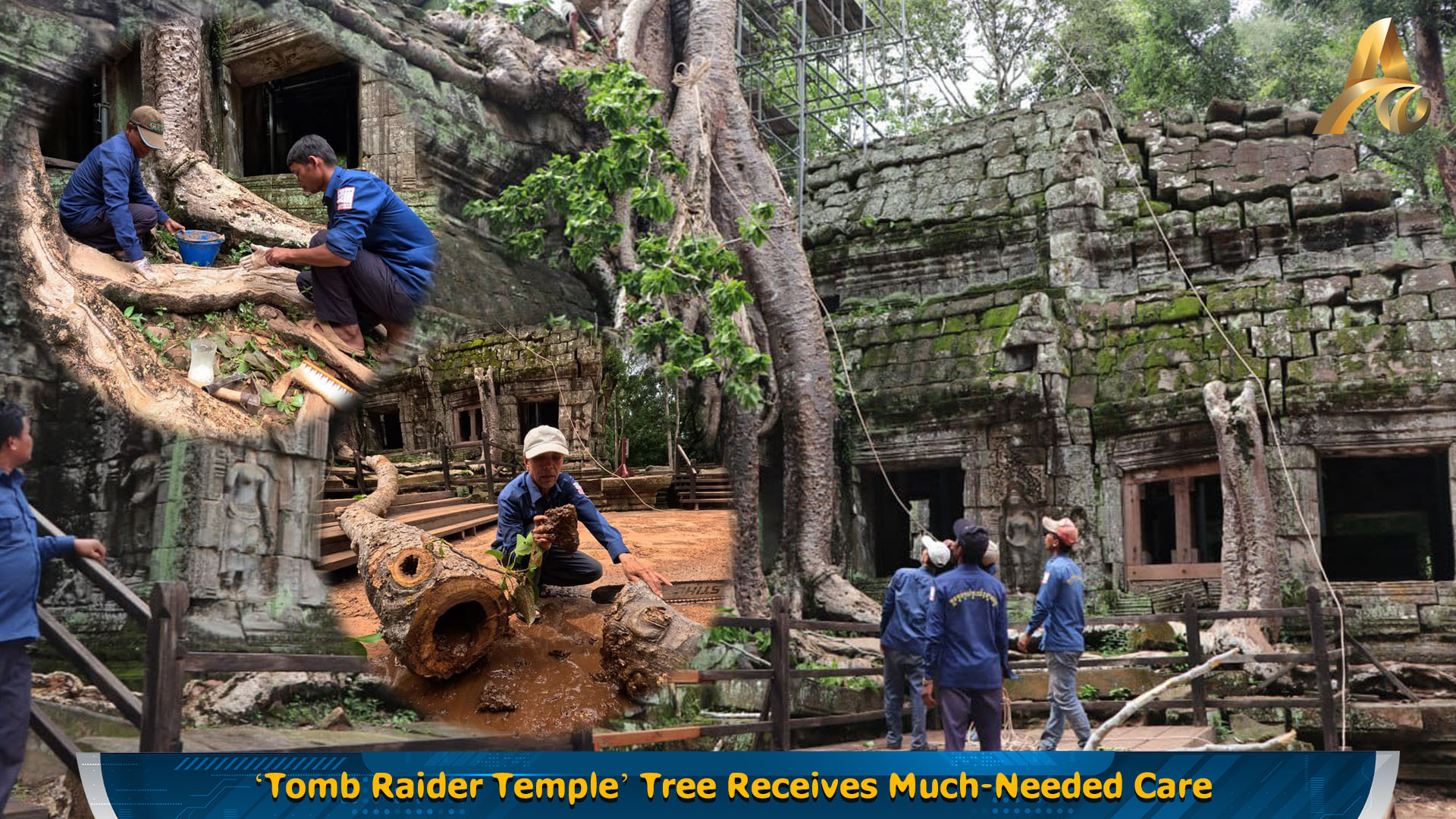 ‘Tomb Raider Temple’ Tree Receives Much-Needed Care