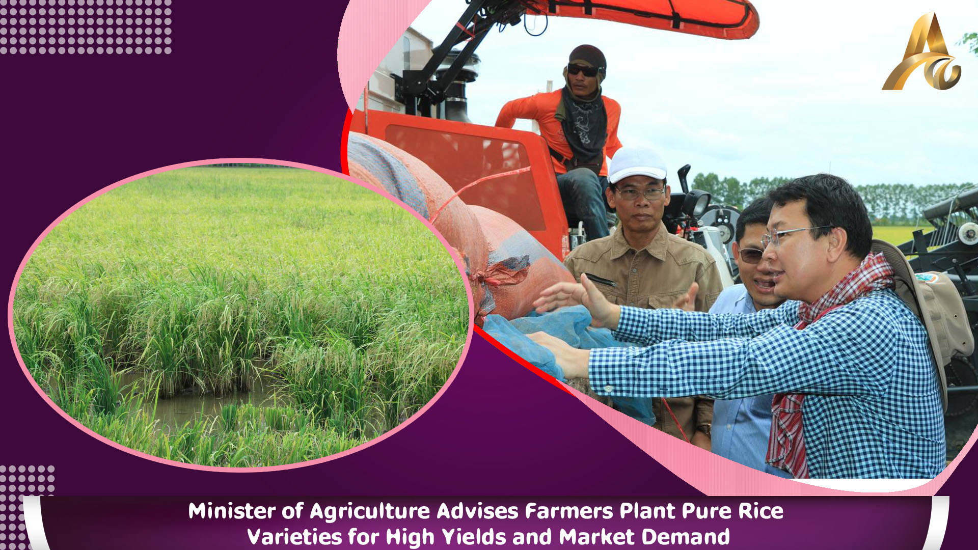 Minister of Agriculture Advises Farmers Plant Pure Rice Varieties for ...