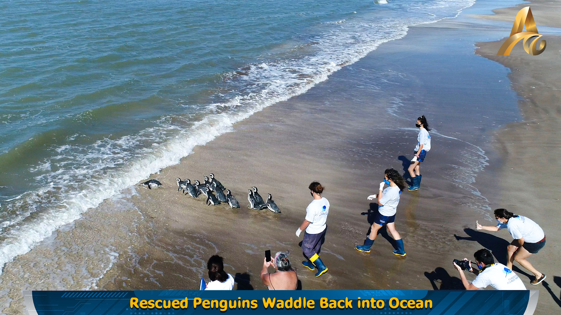 Rescued Penguins Waddle Back into Ocean
